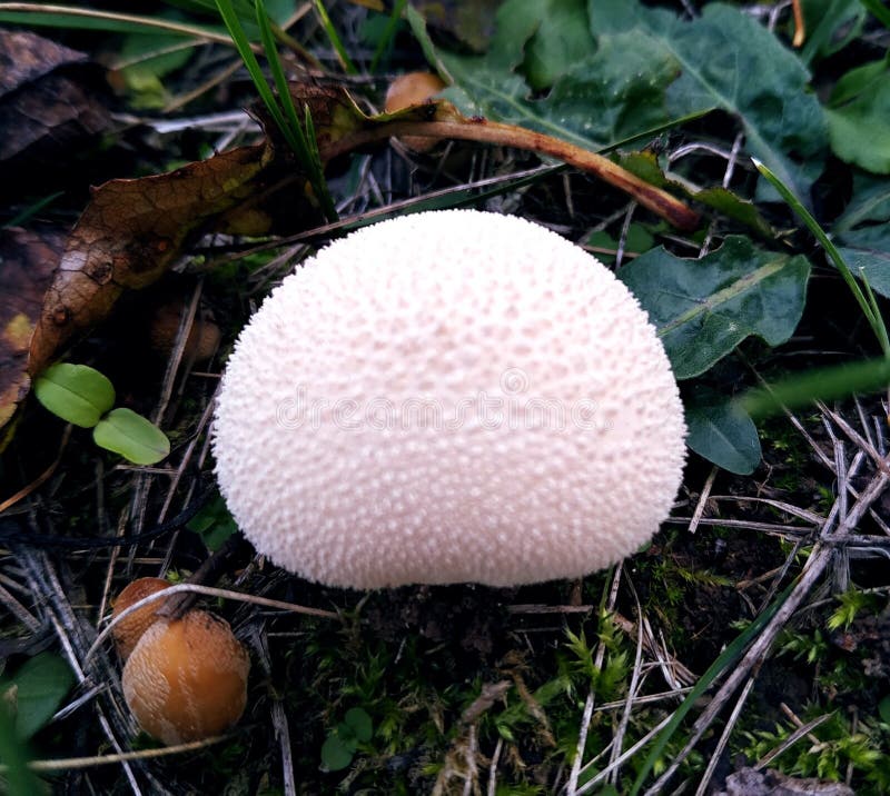 Butifor Stock Photos - Free & Royalty-Free Stock Photos from Dreamstime