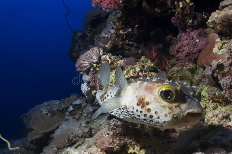 Pufferfish or Fugu Fish Hanging on a Hook Stock Image - Image of lure ...