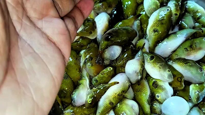 A Fugu Fish Swims on the Seabed Stock Footage - Video of habitat ...
