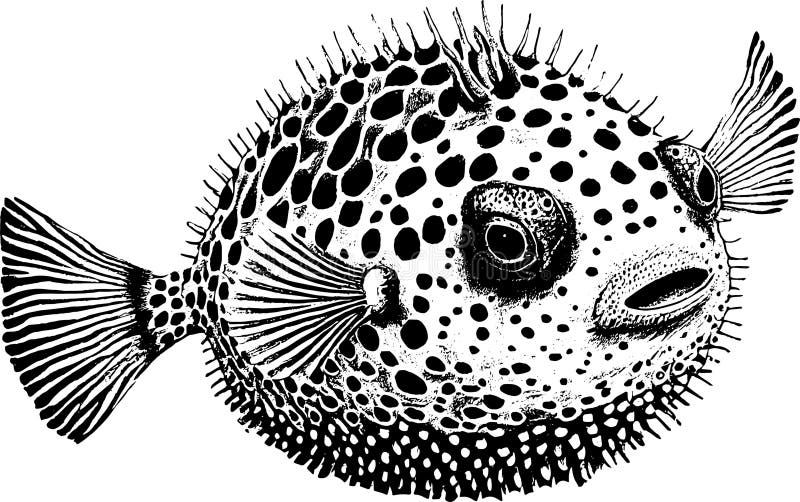 Fugu Fish, Vector Sketch Drawing Stock Illustration - Illustration of ...