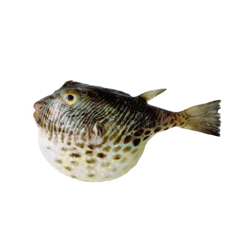 Fugu Fish in White Background Stock Image - Image of reaching, oval ...