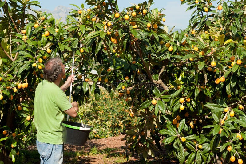 Fuit picker stock photo. Image of meadow, juicy, grove - 19533070