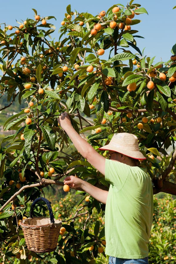 Fuit picker stock photo. Image of spring, meadow, tender - 19671660