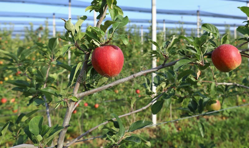 Fuji Apple Hanging on Tree in a Large Orchard Protected by Net Stock ...