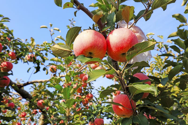 Fuji apple in the orchard stock photo. Image of farm - 371197526