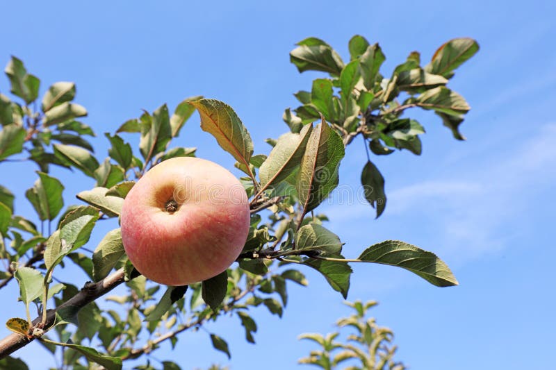 Fuji apple in the orchard stock image. Image of crop - 378792811