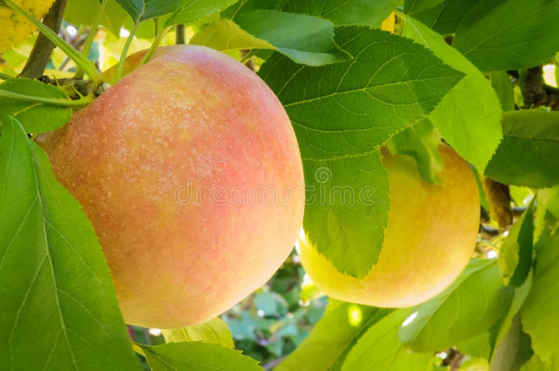 Fuji Apple stock photo. Image of fuji, green, juicy, fruit - 85678416
