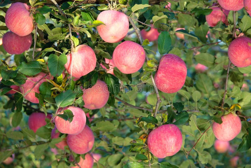 Fuji apples stock image. Image of close, plant, orchard - 102979681