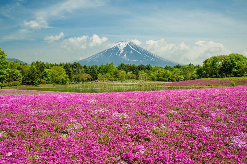 Fuji with the Field of Pink Moss at Shibazakura Festival, Yamanashi ...