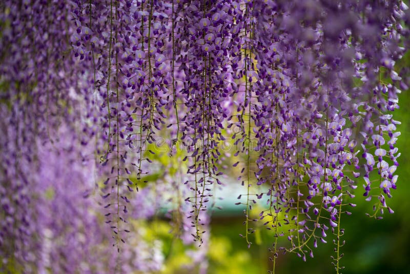 Fuji flower stock image. Image of love, budha, beuyifuly - 54053559
