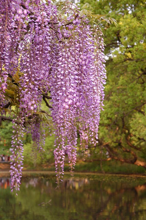 Fuji Flowers #2 stock photo. Image of asia, grape, pink - 2486440