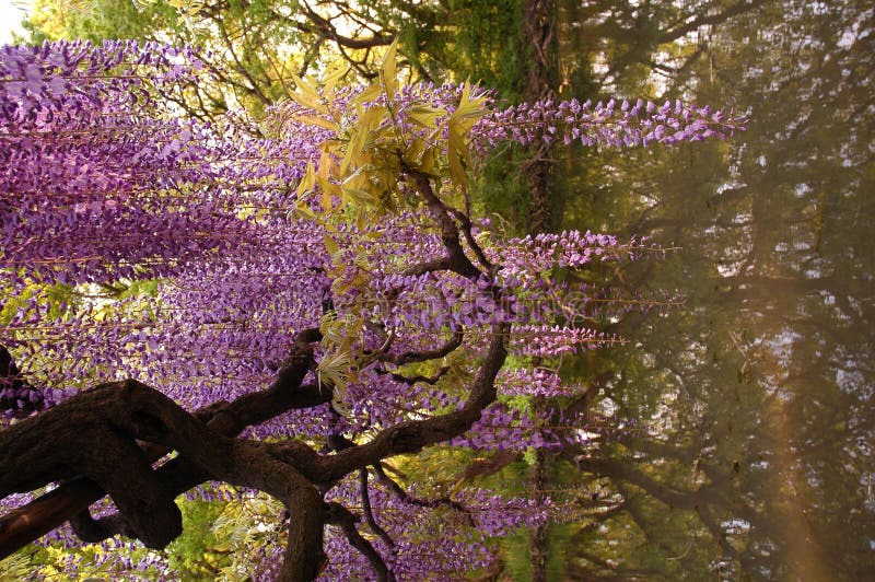 Fuji Flowers stock image. Image of flora, asia, grape - 2486323