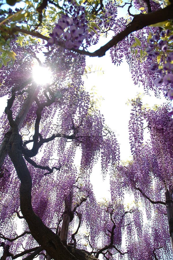 Fuji Flowers stock image. Image of deciduous, korea, plant - 2486539