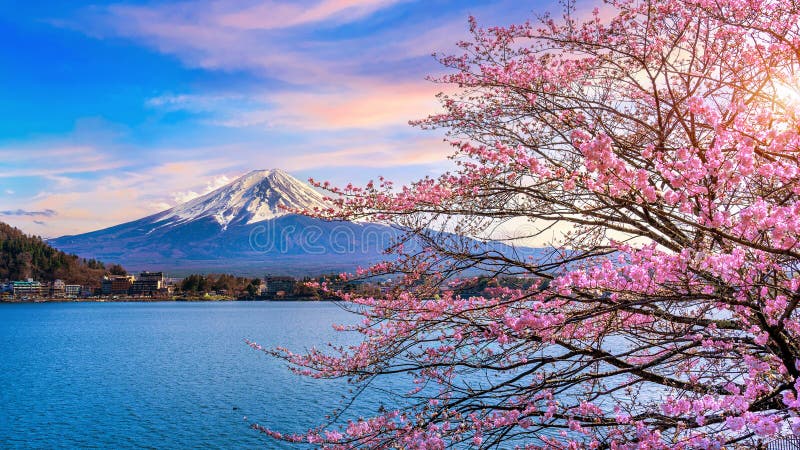Fuji Mountain and Cherry Blossoms in Spring, Japan Stock Photo - Image ...