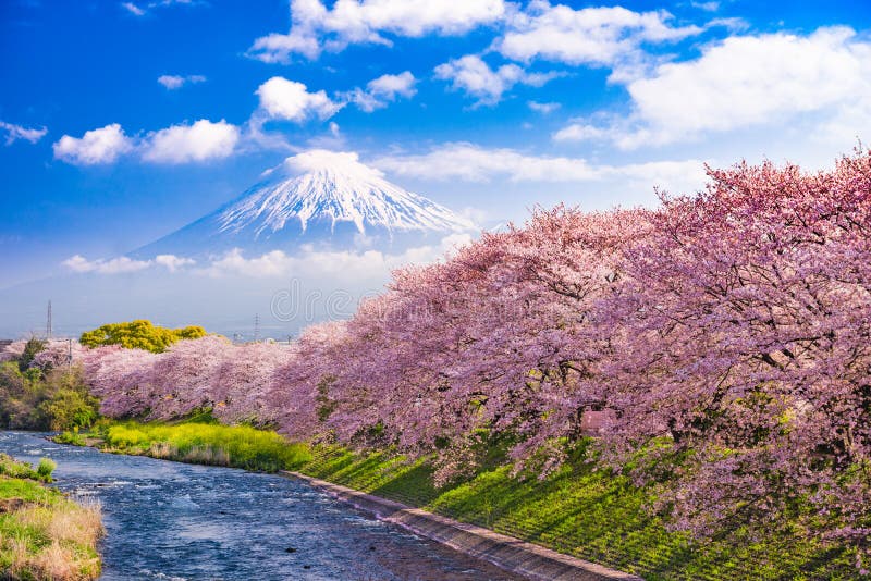 Fuji Mountain in Spring stock image. Image of season - 90985221