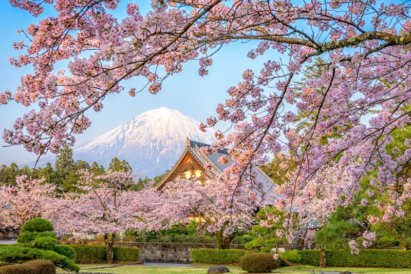 Fuji in Spring stock image. Image of scene, sakura, hanami - 93703677