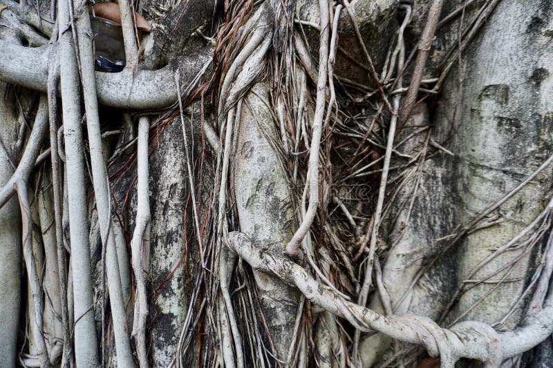 Ful Frame Shot of Tree Trunk and Roots Stock Photo - Image of detail ...