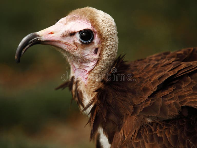 Ful gam fotografering för bildbyråer. Bild av fjäder - 35701369