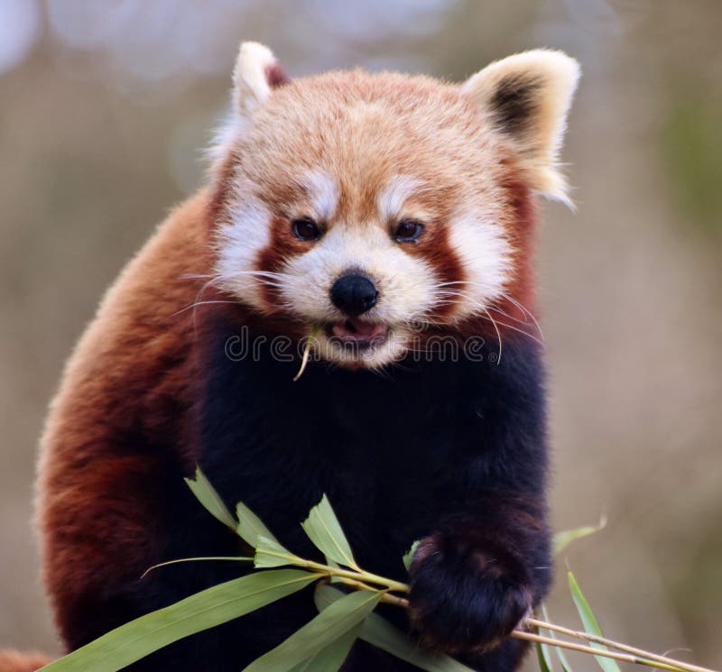 Fulgens Del Ailurus De La Panda Roja Imagen de archivo - Imagen de ...
