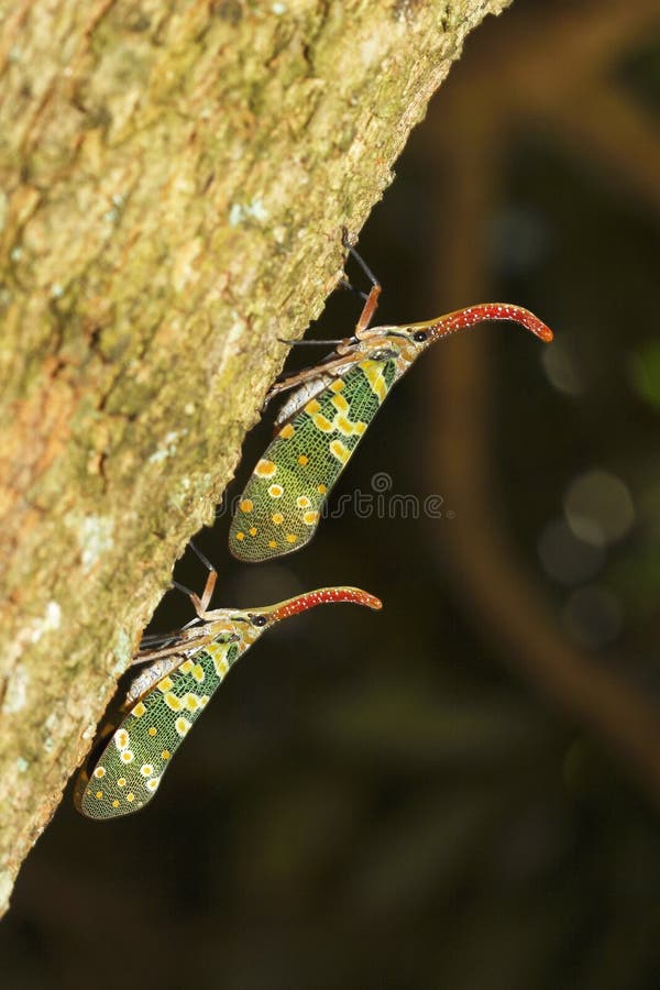 Fulgora Candelaria Linnaeus Stock Photo - Image of wildlife, details ...