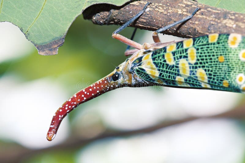 Fulgora Candelaria Linnaeus Stock Image - Image of macro, candelaria ...