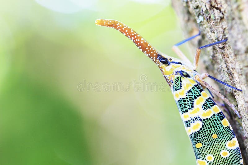Fulgora Candelaria Linnaeus Stock Photo - Image of animals, linnaeus ...