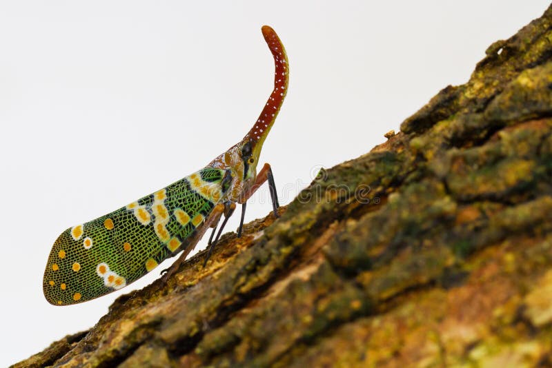 Fulgora Candelaria Linnaeus Stock Image - Image of macro, candelaria ...