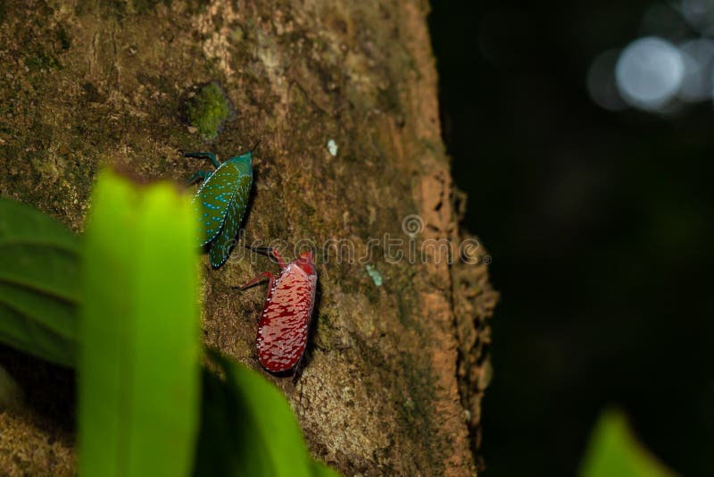 Fulgorid Bug Fly on the Tree.Pyrops Candelaria, Planthopper. Clouse Up ...