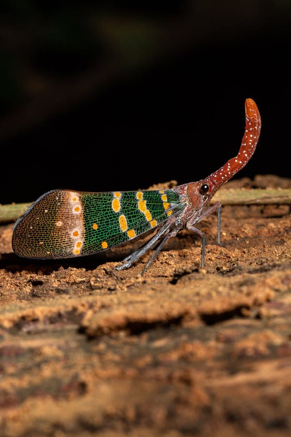 Fulgorid Bug Fly on the Tree.Pyrops Candelaria, Planthopper Stock Image ...