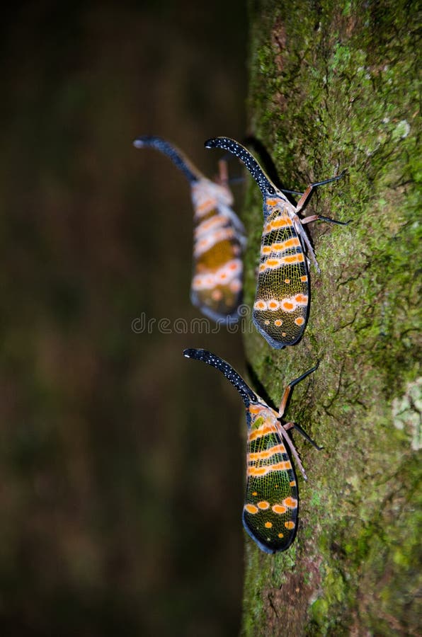 Fulgorid Bug Planthopper in the Nature. Stock Photo - Image of creature ...