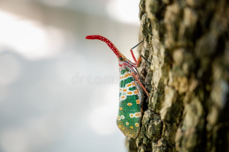 Fulgorid bug, Planthopper stock photo. Image of lantern - 245776350