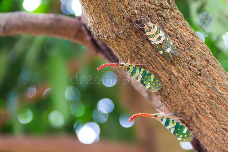 Fulgorid Bug or Pyrops Candelaria on Longan Tree. Stock Image - Image ...
