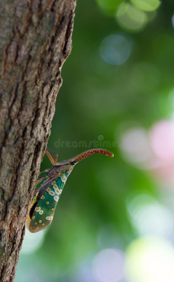 Fulgorid Bug or Pyrops Candelaria on Longan Tree. Stock Photo - Image ...