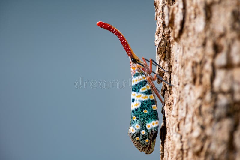 Fulgorid bug, Planthopper stock image. Image of plant - 245776319