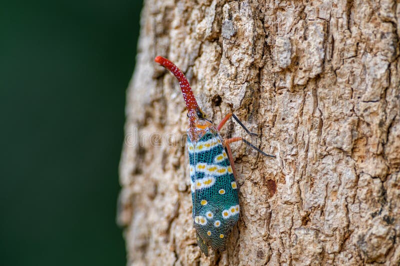 Fulgorid bug, Planthopper stock photo. Image of lanternfly - 245776330