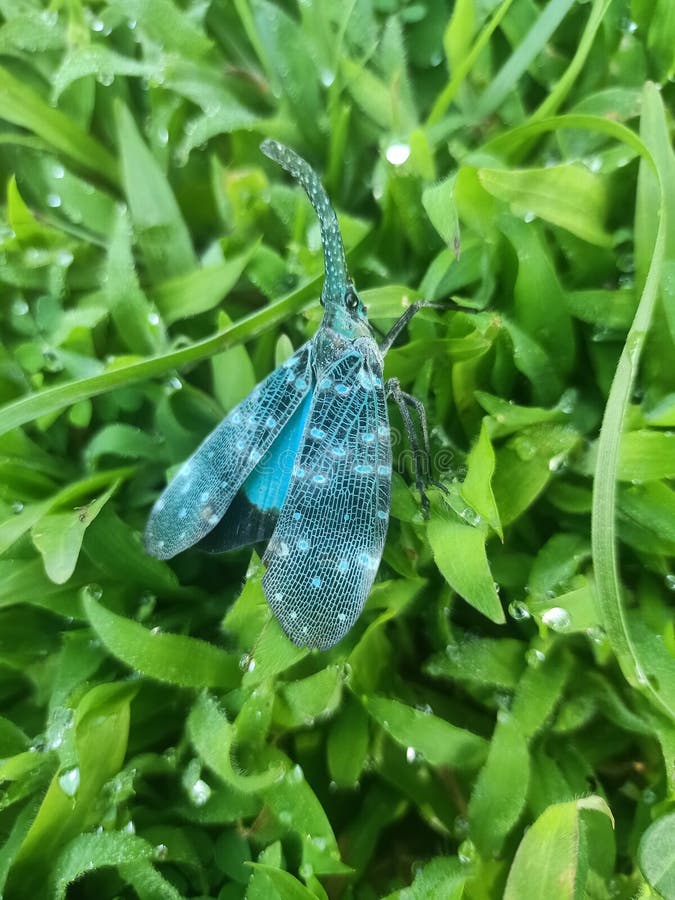 Fulgorid planthopper stock image. Image of grass, insect - 273826901