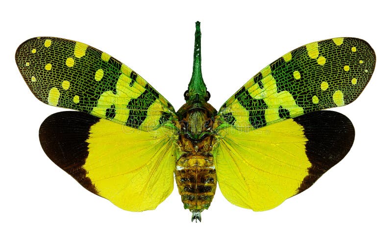 Fulgorid Planthopper Pyrops Viridirostris from Thailand Stock Image ...