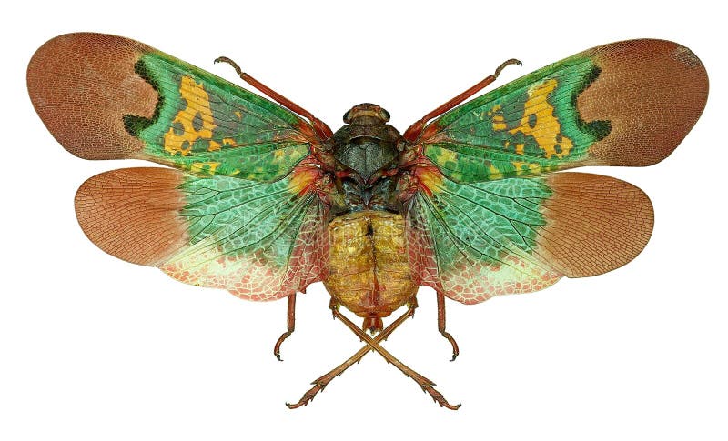 Fulgorid Planthopper Scamandra Tethys from Indonesia Stock Image ...