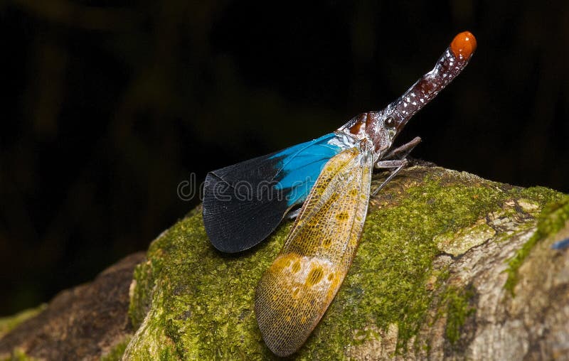 FULGORID PLANTHOPPERS stock image. Image of miracle, black - 45167771