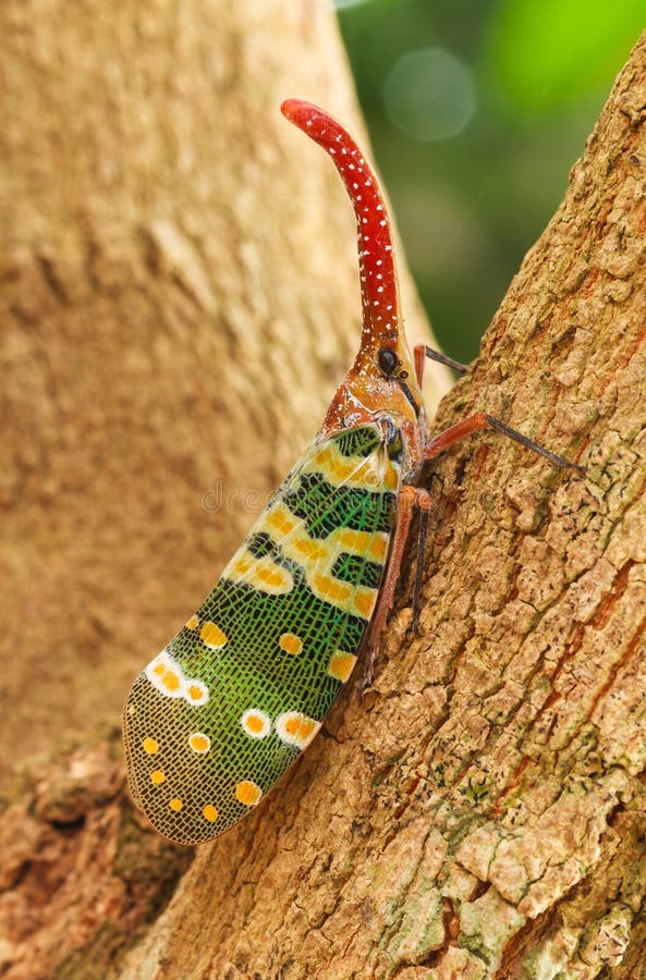 Fulgorid Planthoppers - Lanternflies Stock Photo - Image of longan ...