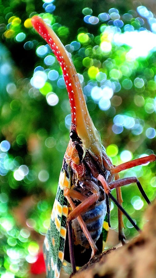 Fulgoridae Bug stock photo. Image of planthopper, lanternflies - 270414418