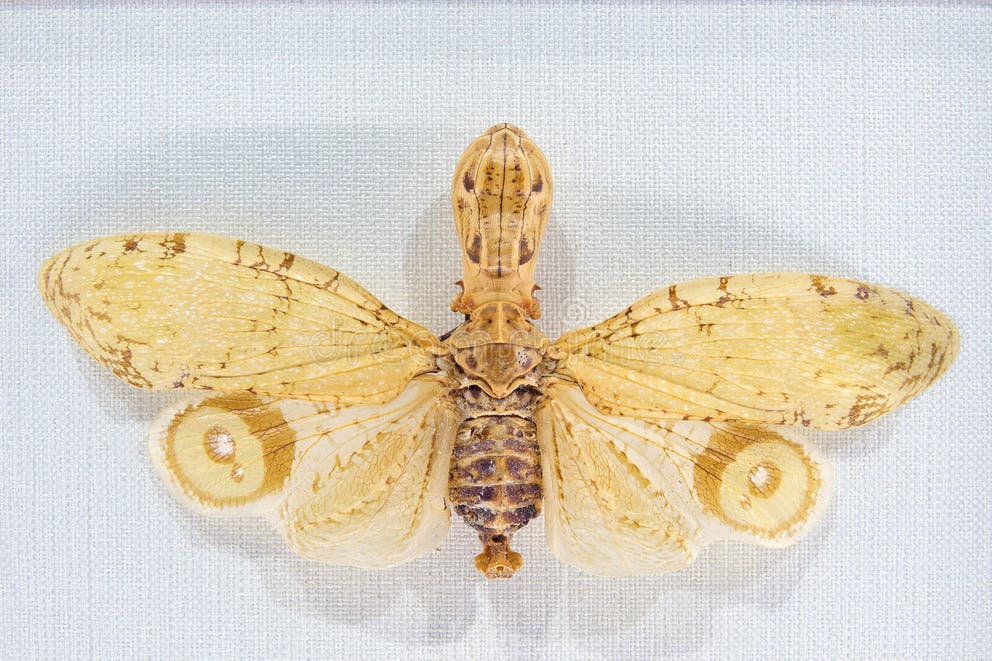 Fulgoridae insect specimen stock photo. Image of taxidermy - 317605280