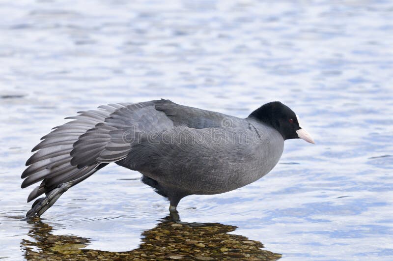 Fulica atra, common coot stock image. Image of wildlife - 24824887