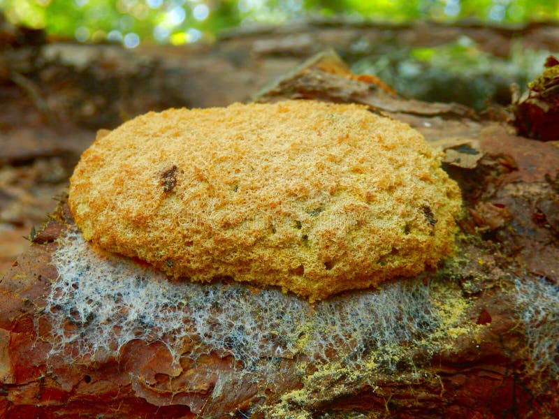 Vomit Pile Stock Photos - Free & Royalty-Free Stock Photos from Dreamstime