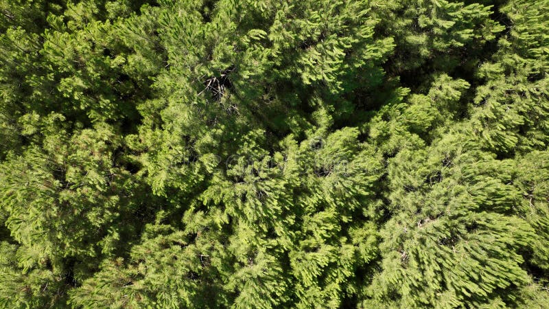 Full Aerial View of Botanical Trees Stock Image - Image of green ...