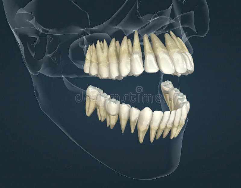 Full Anatomy Upper and Lower Teeth Stock Illustration - Illustration of ...
