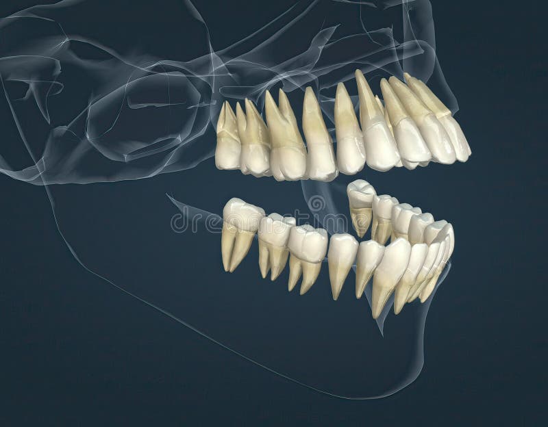 Full Anatomy Upper and Lower Teeth Stock Illustration - Illustration of ...