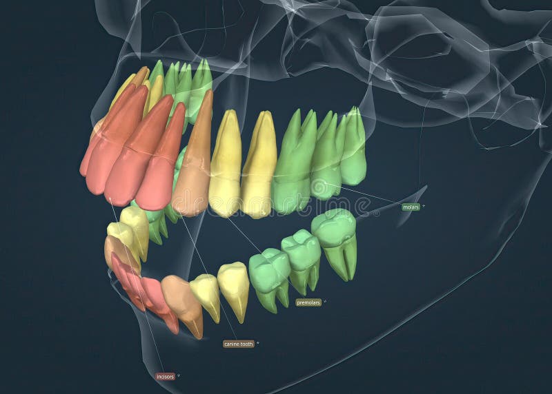 Full Anatomy Upper and Lower Teeth Stock Illustration - Illustration of ...