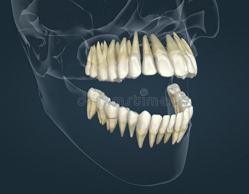 Full Anatomy Upper and Lower Teeth Stock Illustration - Illustration of ...