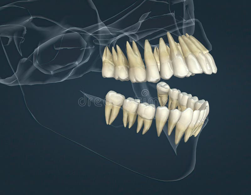 Full Anatomy Upper and Lower Teeth Stock Illustration - Illustration of ...